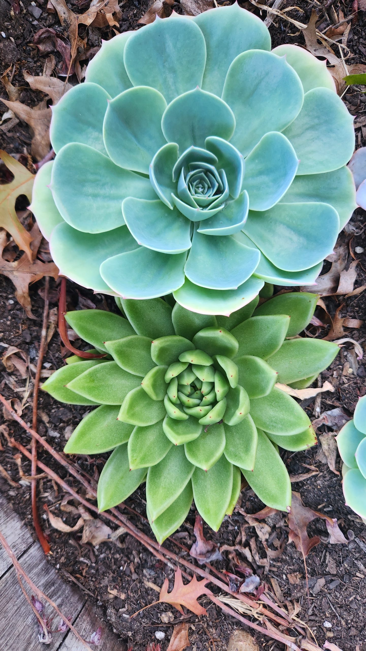 Spring at Fern Lodge - Fern Lodge