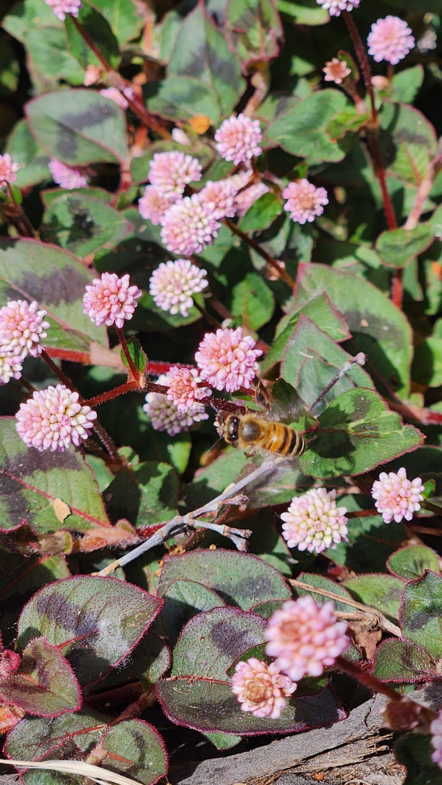 Testimonies from Fern Lodge Staff and Patients - Fern Lodge